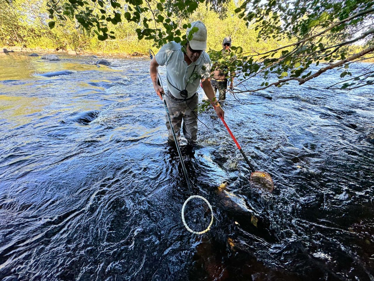 Nedslående resultat av elfiske – en hel generation av lax och öring ...
